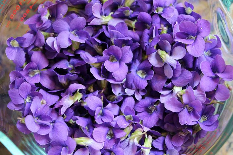 Violet Jelly to Celebrate Spring – Art of Natural Living