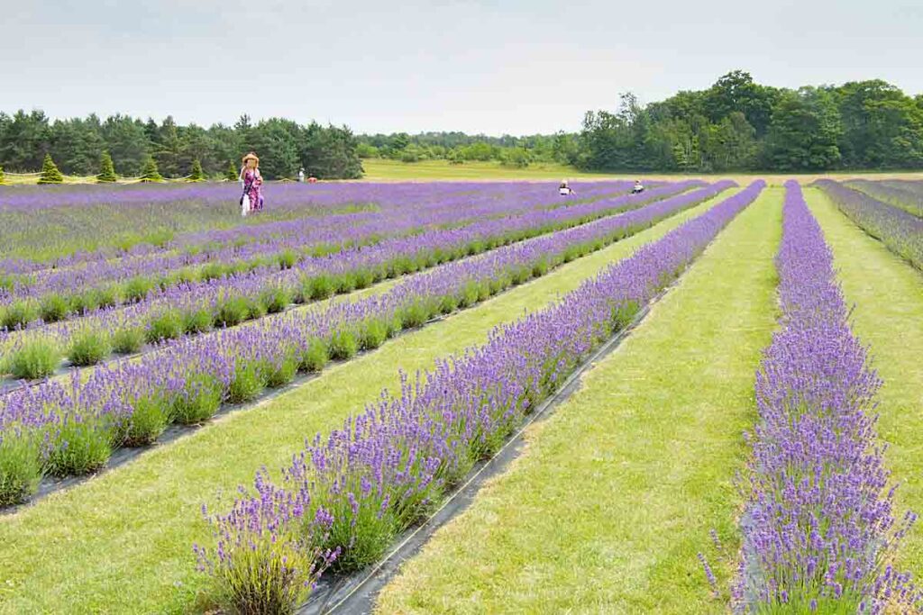 No Churn Lavender Ice Cream – Art of Natural Living