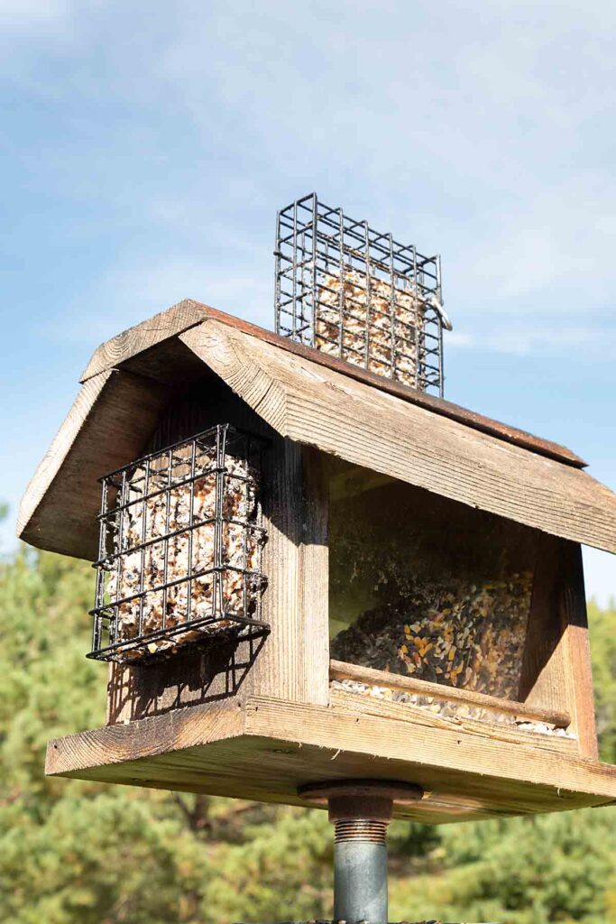 Fun with Wild Bird Feeding: An Intro Guide – Art of Natural Living