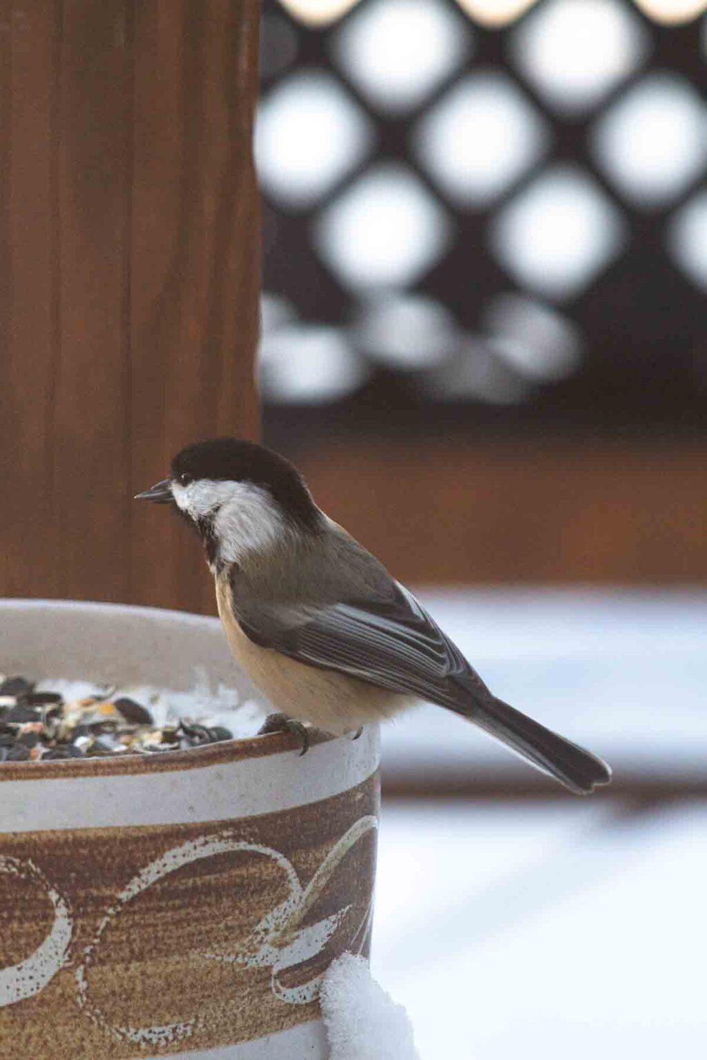 Fun with Wild Bird Feeding: An Intro Guide – Art of Natural Living