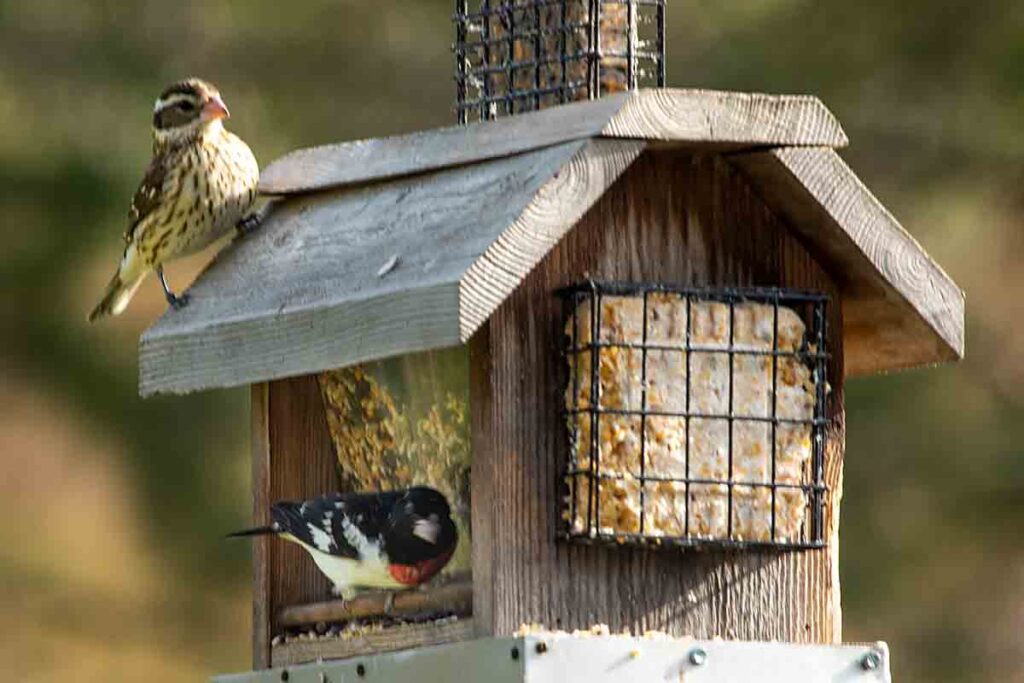 Fun with Wild Bird Feeding: An Intro Guide – Art of Natural Living